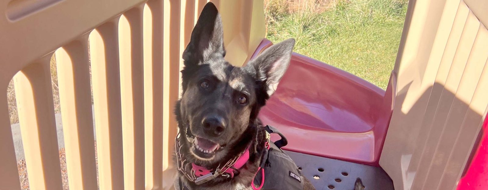 K-9 Drug Detection - Elite K-9 Detection